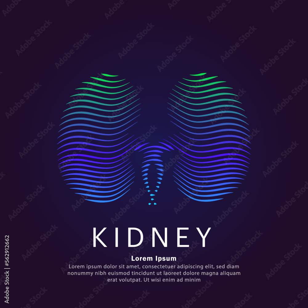Human kidney medical structure. Creative Vector logo kidney color ...