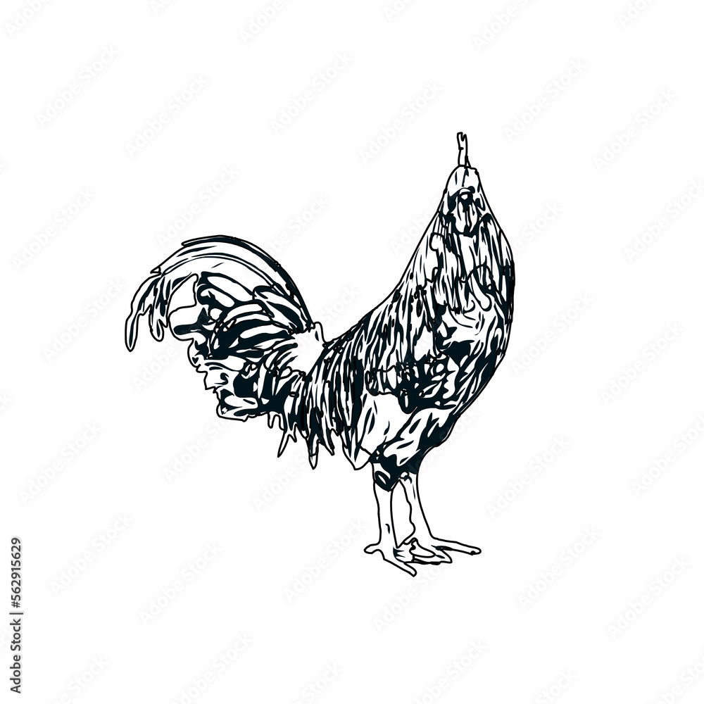 Black and white sketch of a chicken with a transparent background Stock ...