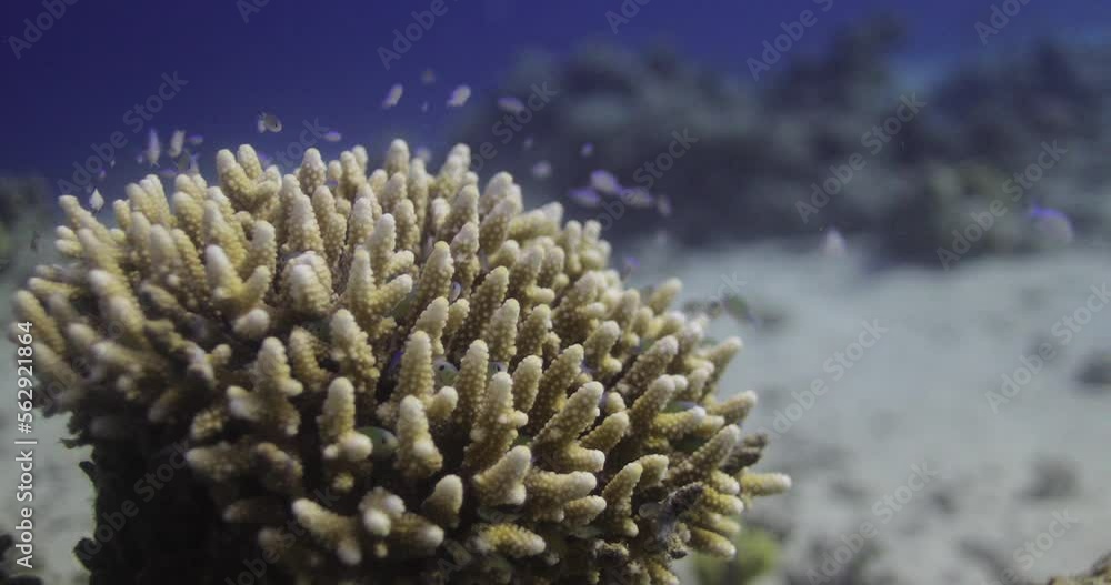 Acropora coral in the Reef, known as table coral, elkhorn coral, and ...