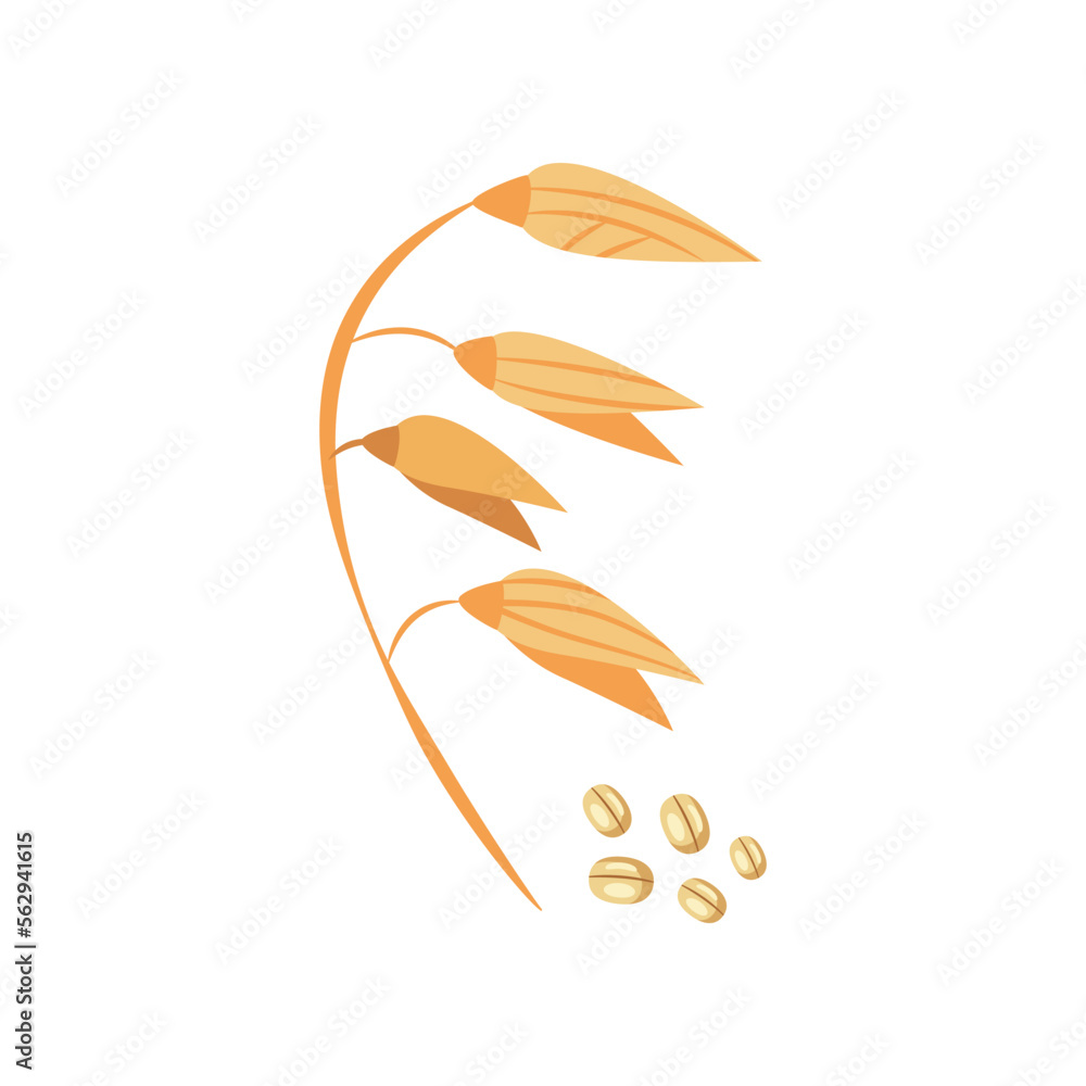 Oat ears or oats for breakfast cartoon illustration. Oat flakes. Food ...