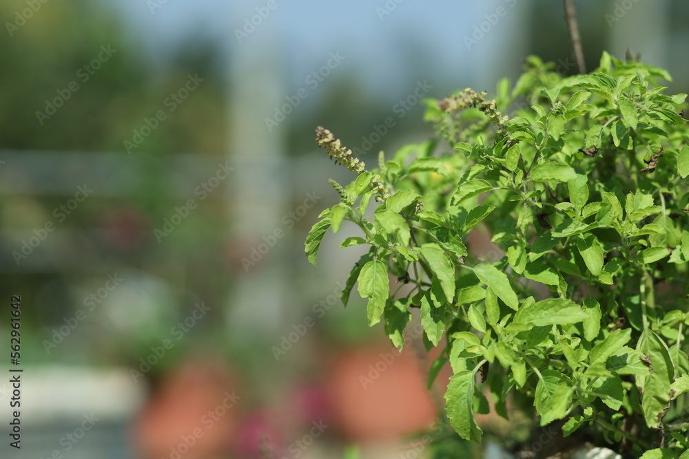 Tulsi or Holy basil tree in garden outdoor on sunny day black ...