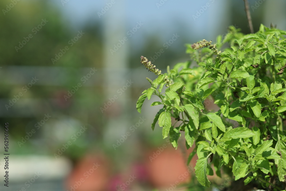 Tulsi or Holy basil tree in garden outdoor on sunny day black ...