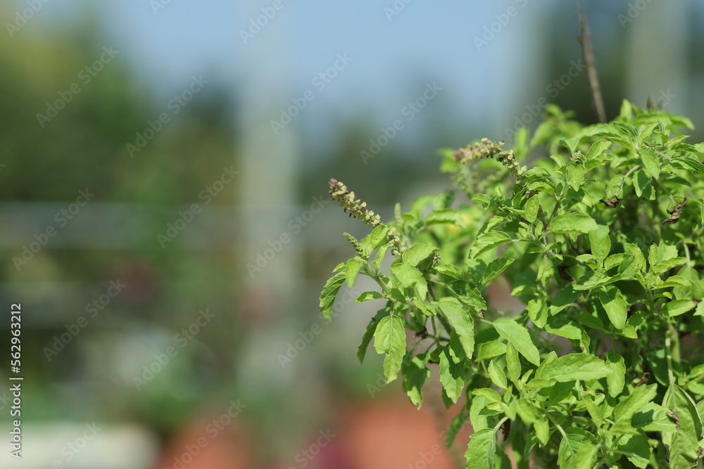 Tulsi or Holy basil tree in garden outdoor on sunny day black ...