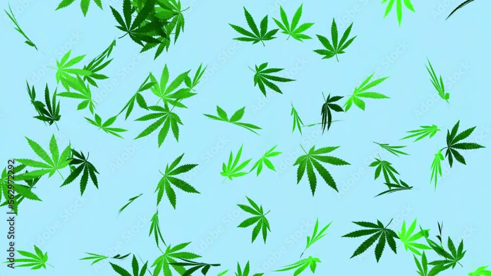 Marijuana leaves are falling on a blue background. Marijuana leaf rain ...