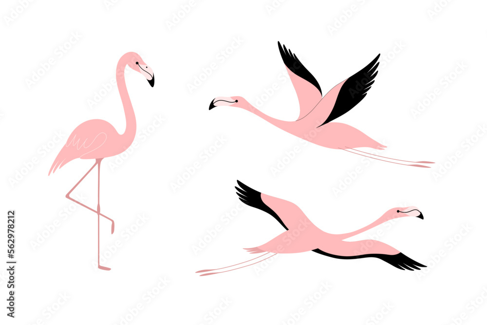 Cartoon flamingo illustration. Cute bird in different poses. Vector ...