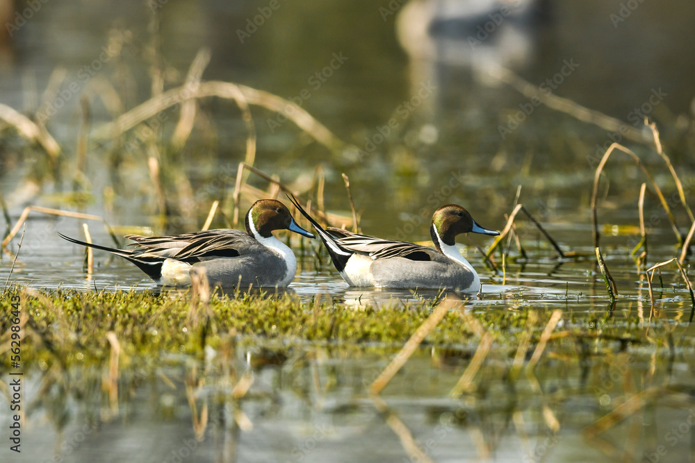 Northern pintail or Anas acuta family or pair water birds floating ...