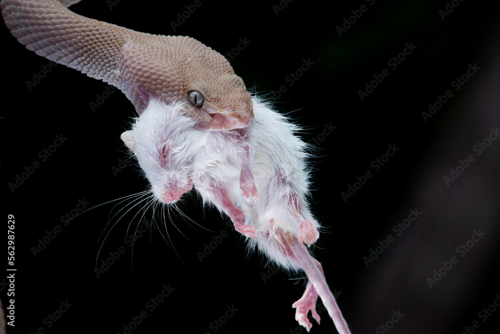 Pinkish grey mangrove pit viper snake Trimeresurus purpureomaculatus ...