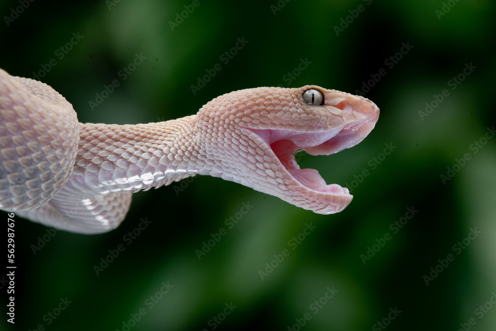 Pinkish grey mangrove pit viper snake Trimeresurus purpureomaculatus ...