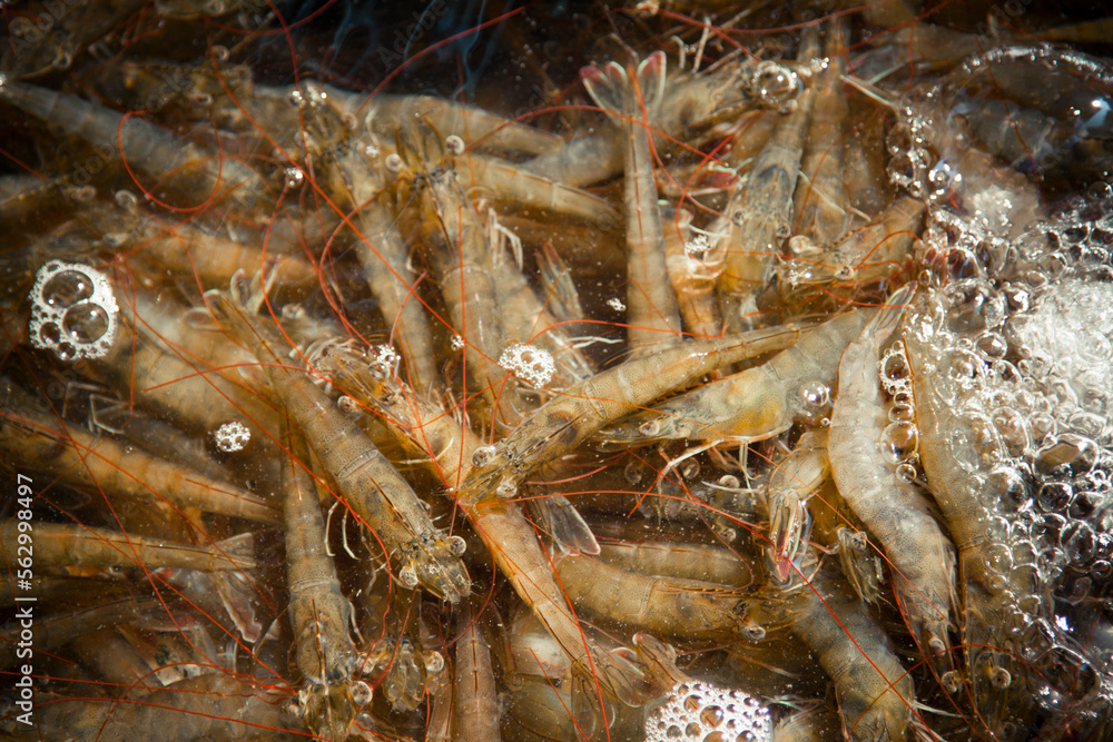 Live shrimp for sale at a seafood market. Stock Photo | Adobe Stock