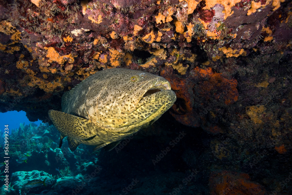 Goliath grouper (Epinephelus itajara), Florida Keys National Marine ...