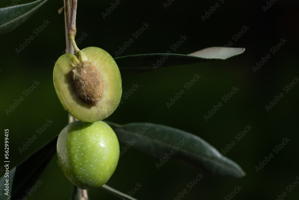 Close up of two green olives hanging on the branch of an olive tree ...