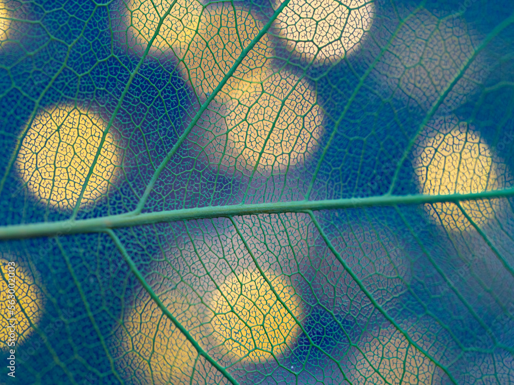 leaf texture, leaf background with veins and cells - macro photography ...