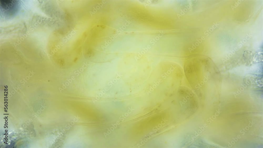 Oral side(mouth) starfish Asteroidea under a microscope, type ...