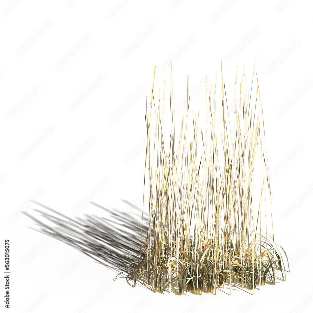 wild field grass with a shadow under it, isolated on a transparent ...