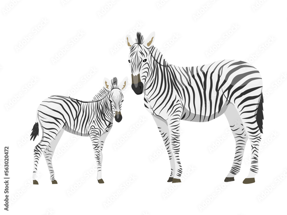 African zebra and its cub. Animals of Africa. Plains zebra Equus quagga ...