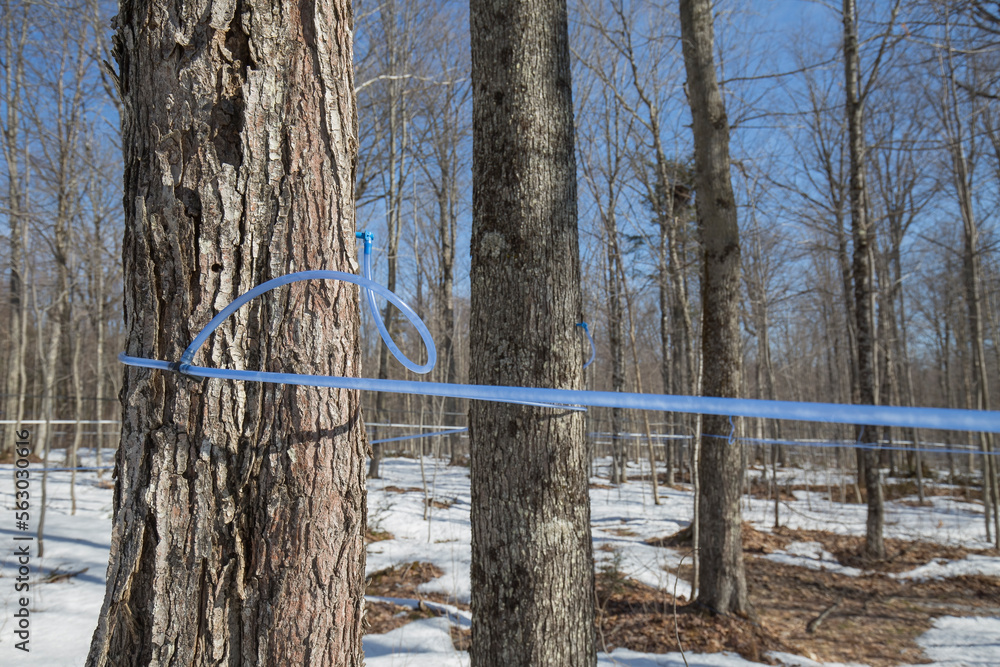 Collecting sap with modern plastic tubing. Maple sugaring. Sap lines ... Collecting sap with modern plastic tubing. Maple sugaring. Sap lines ...