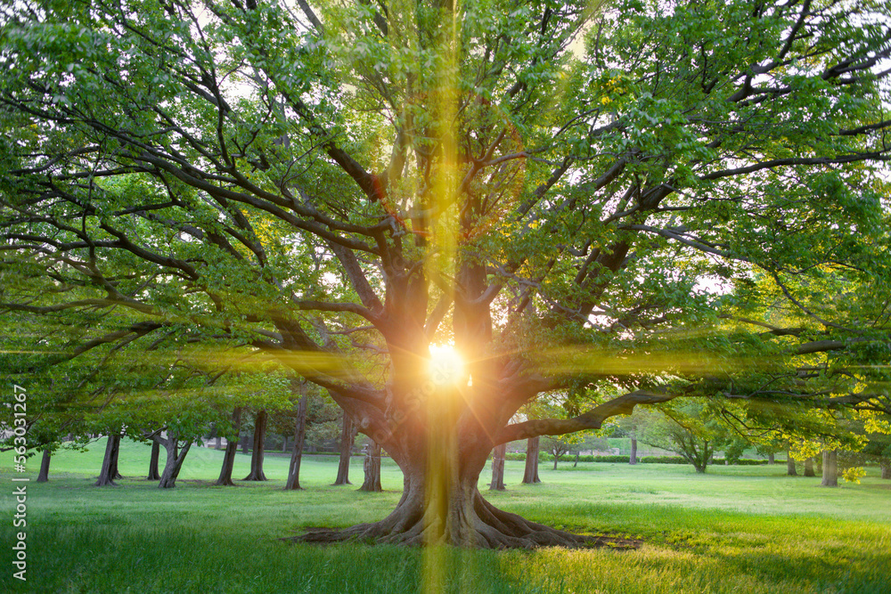 tree sunlight Stock Photo | Adobe Stock