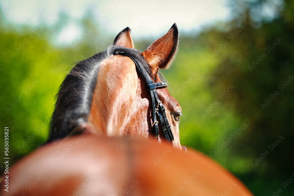 Horse from behind, close-up of the head in section Ears and eye ...