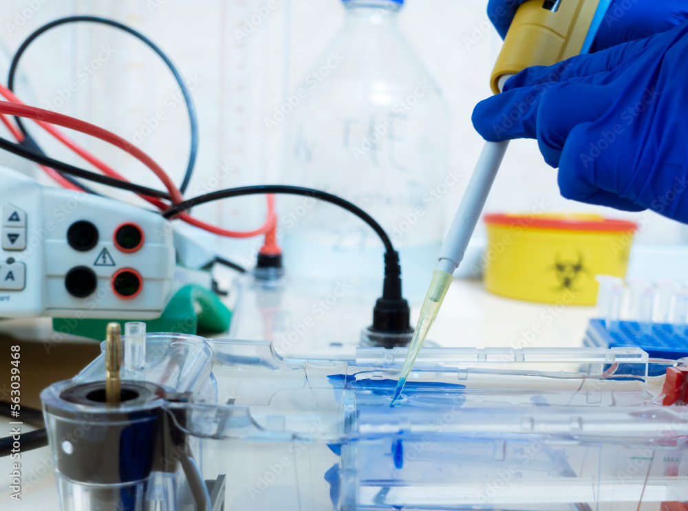 Addition of DNA to agarose gel, DNA electrophoresis technique ...
