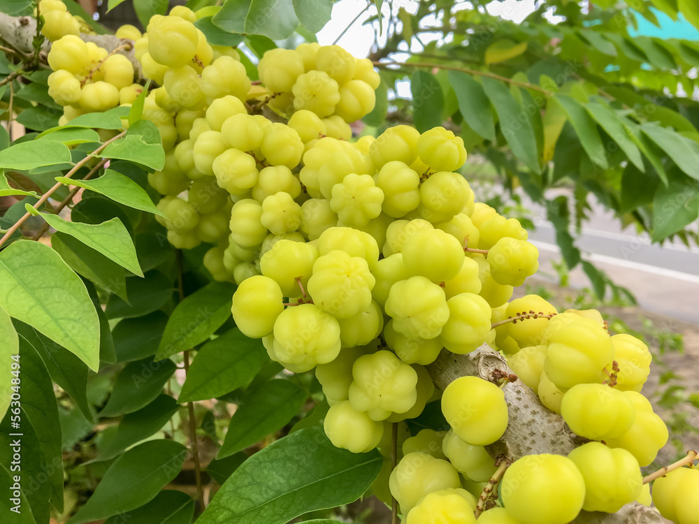 Abstract process photo of Star gooseberry (Otaheite gooseberry) has ...
