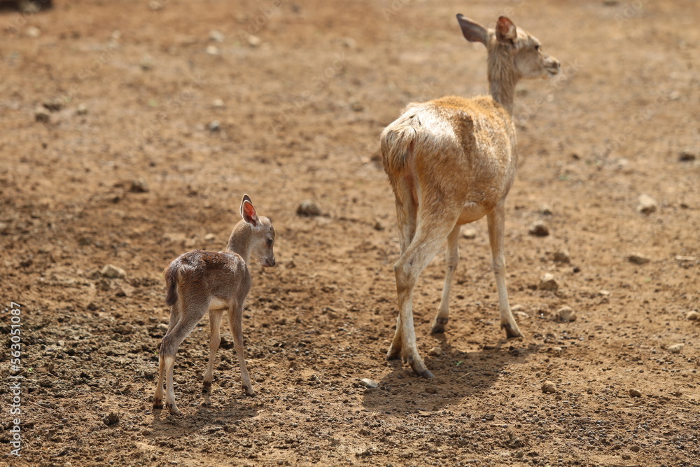 Rusa Timor (Cervus timorensis or Rusa timorensis) at the Citra Satwa ...