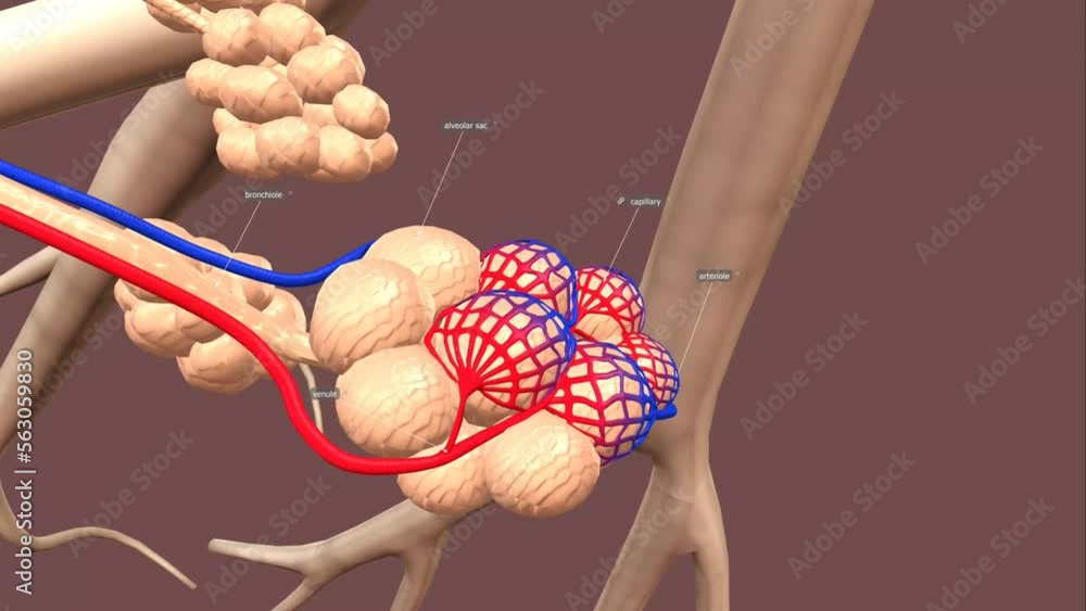The alveoli form clusters, called alveolar sacs, that resemble bunches ...
