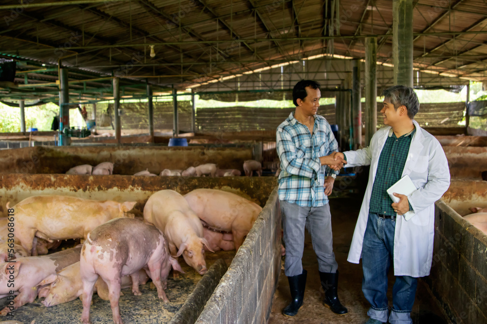 Foto de Businessman, owner of a farmer, pig farm, consults expert ...