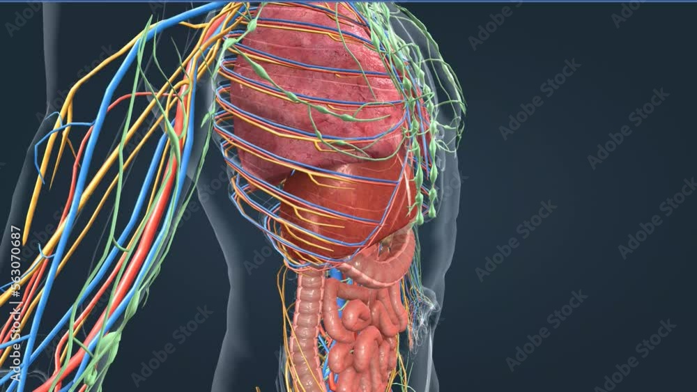 Human nervous system, vascular pathways and internal organs Stock Video ...