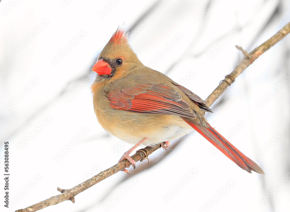 Northern Cardinal female sitting on a tree branch, Quebec, Canada Stock ...