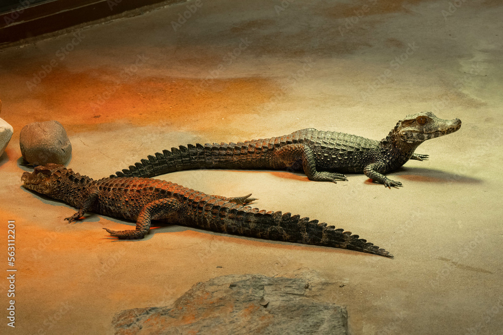 dwarf camain juvenile gets a close up while laying on beach sand Stock ...