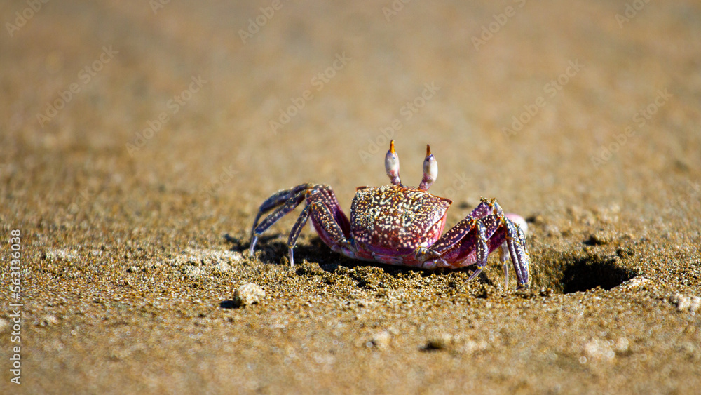 Beautiful colorful red painted ghost crab (Ocypode gaudichaudii) near ...