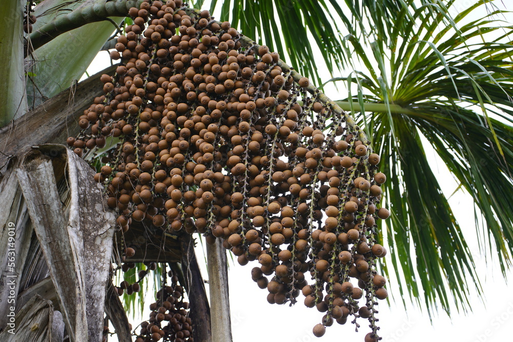 Moriche Palm tree with fruits (Mauritia flexuosa) Arecaceae family ...