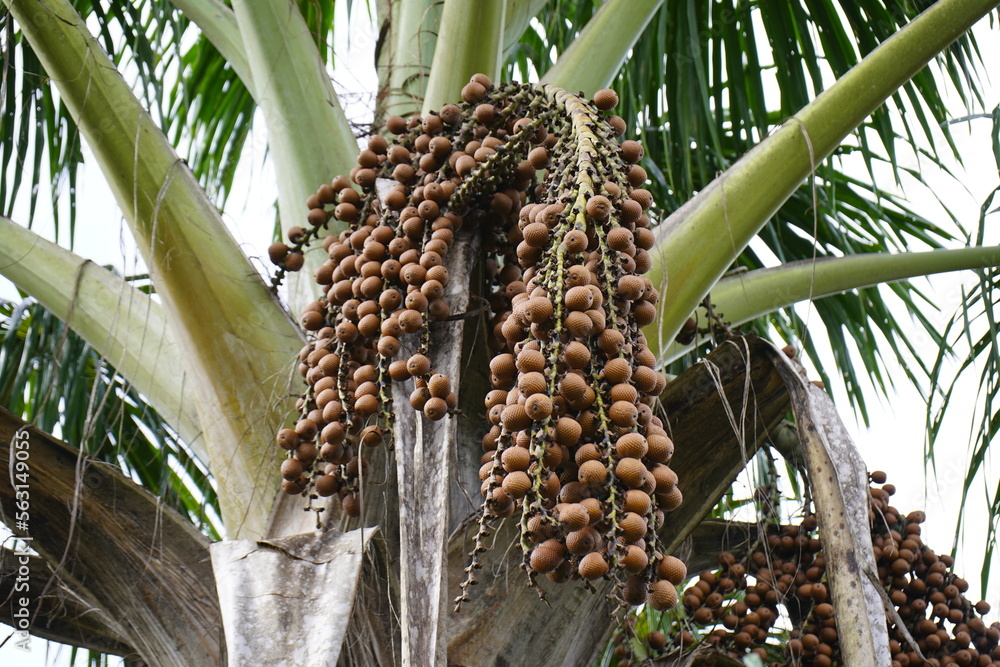 Moriche Palm tree with fruits (Mauritia flexuosa) Arecaceae family ...