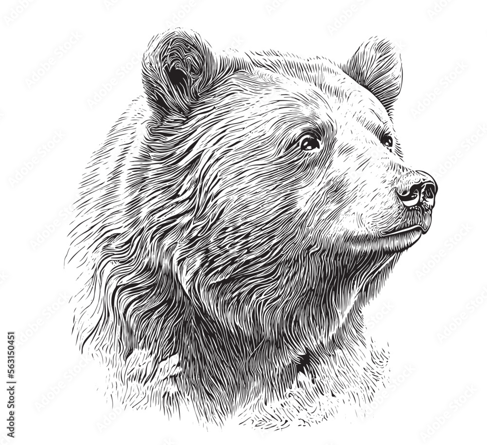 Beautiful realistic bear portrait hand drawn engraving sketch Vector ...