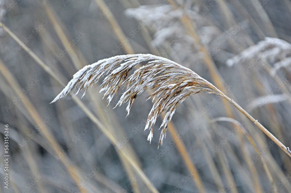 kwiatostan trawy zimą, oszroniony kwiat trawy, grass inflorescences in ...