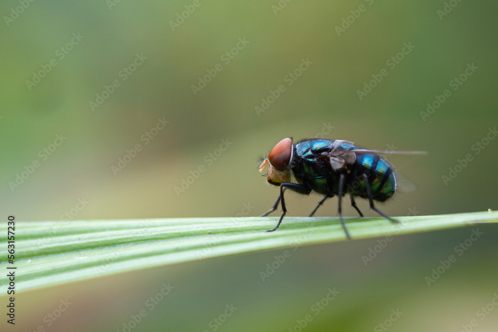 Calliphora vomitoria is a type species of the genus Calliphora foto de ...
