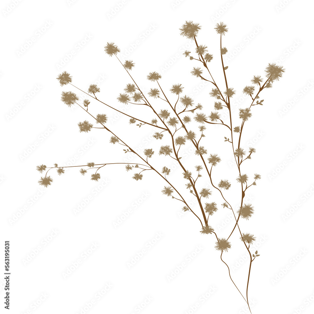 dried flowers detail of a Gipsofila flower tree illustration isolated ...