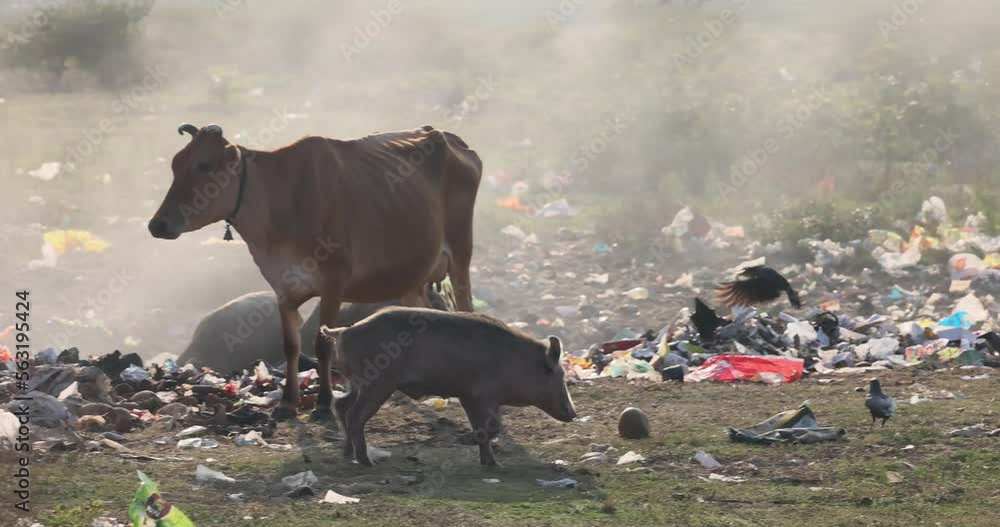 Cattle and pigs grazing among burning plastic at rubbish dump Waste and ...