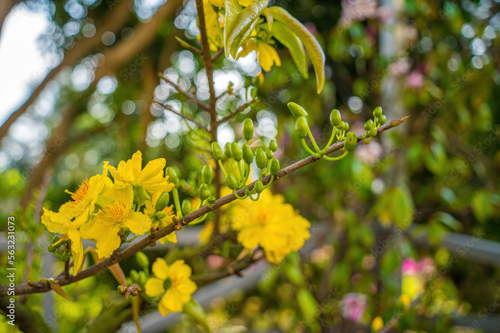 Ochna integerrima, Hoa Mai tree with lucky money. Traditional culture ...