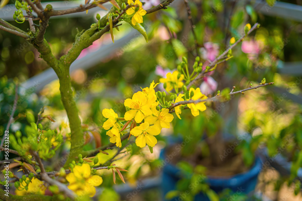 Ochna integerrima, Hoa Mai tree with lucky money. Traditional culture ...