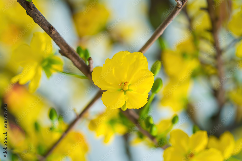 Ochna integerrima, Hoa Mai tree with lucky money. Traditional culture ...