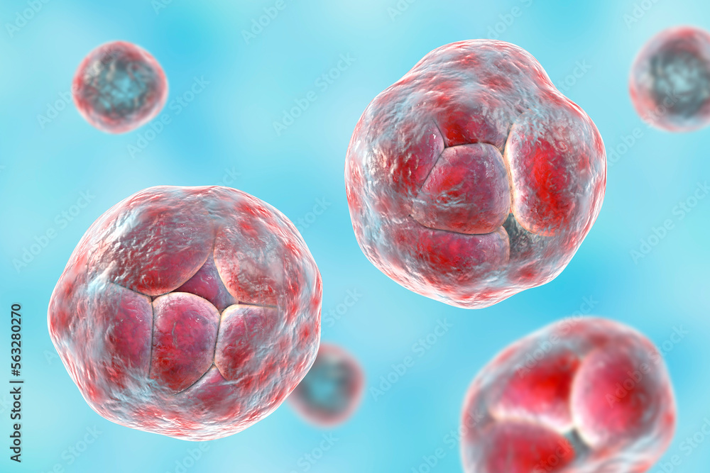 Prototheca wickerhamii algae, 3D illustration. Causes infection in ...