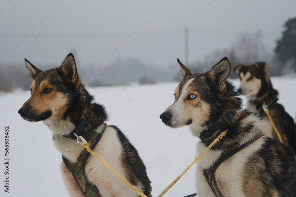 Foto de Northern sled dogs, mestizos of different breeds are strong and ...