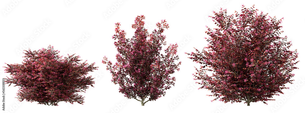 Red shrubs plants cutout transparent backgrounds 3d rendering png file ...