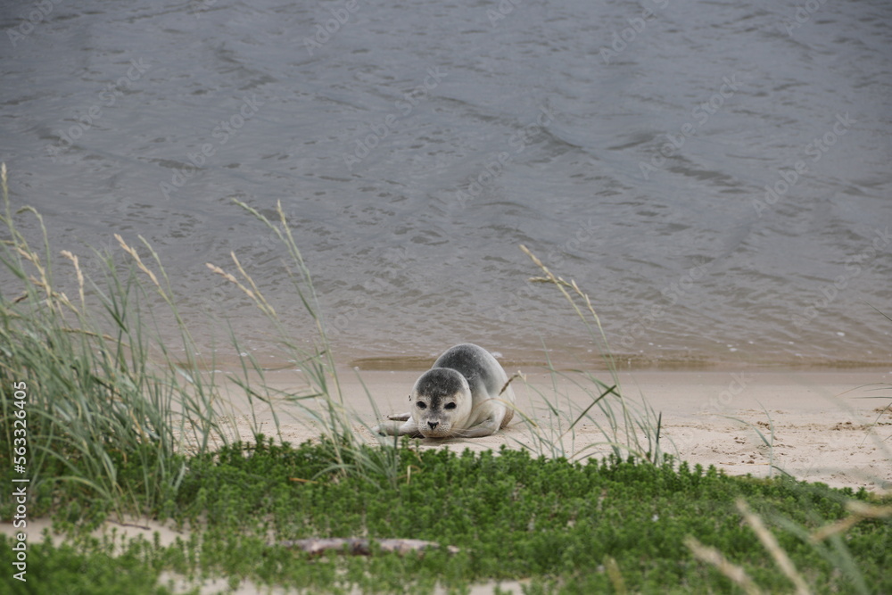Kleine Seerobbe am Strand hinter dem Deich mit Gräsern Stock Photo ...