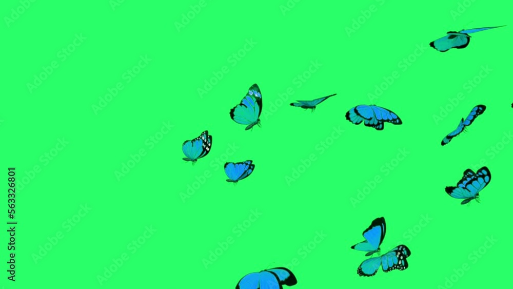 Animation blue butterfly flying isolate on green screen. Stock Video ...