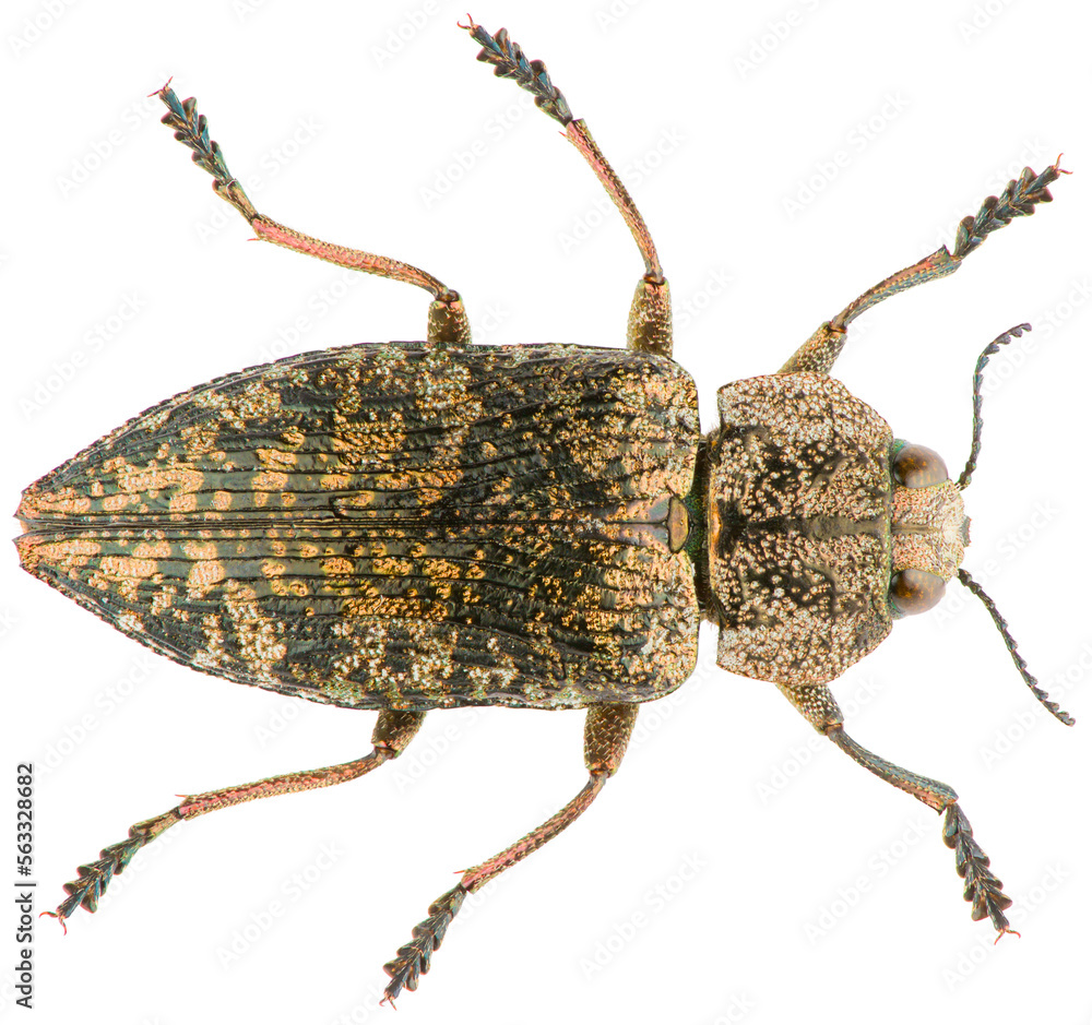 Poecilonota variolosa is a genus of beetles in the family Buprestidae ...