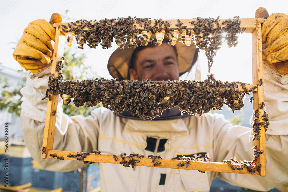 Bees and organic honeycomb with royal jelly. Man beekeeper holding a ...