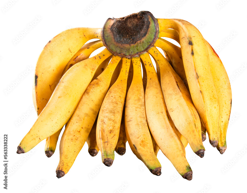 Banana Da Terra bunch, in Portuguese, one of the many banana varieties ...