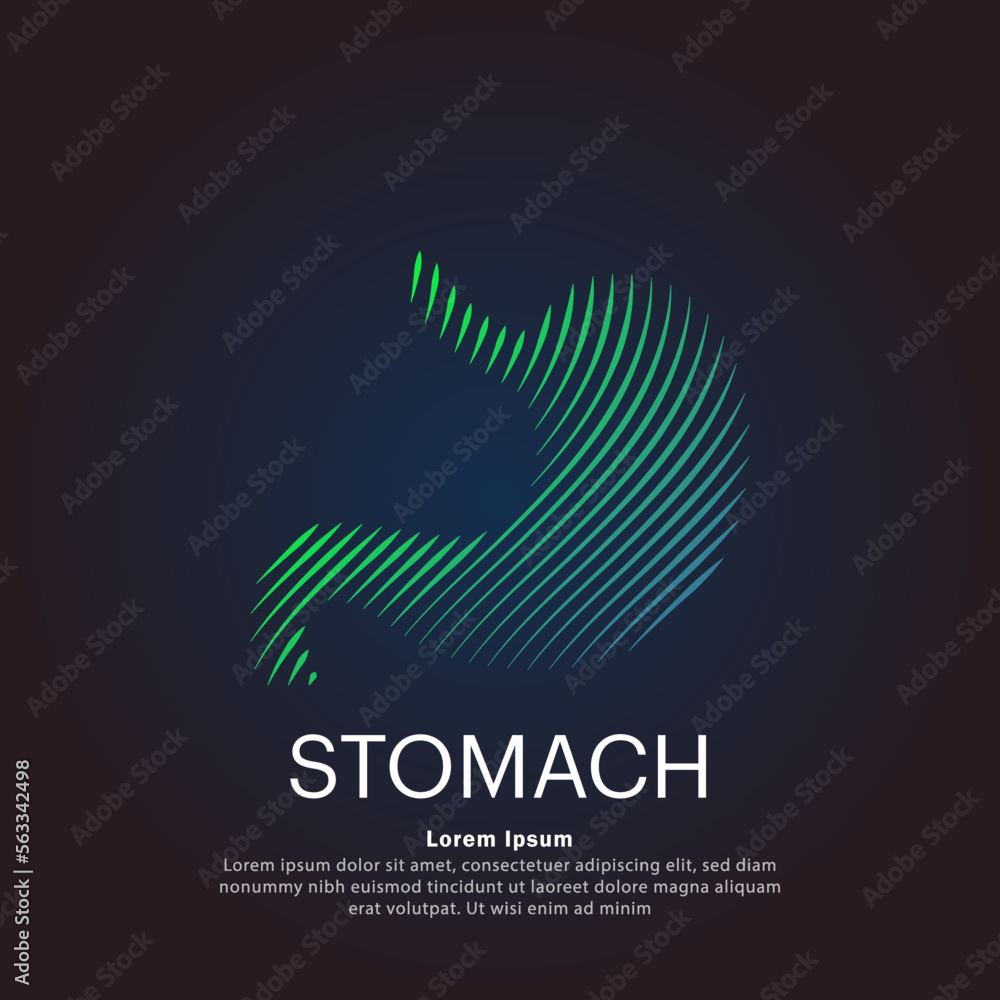 Vecteur Stock Human stomach medical structure. Creative simple line art ...